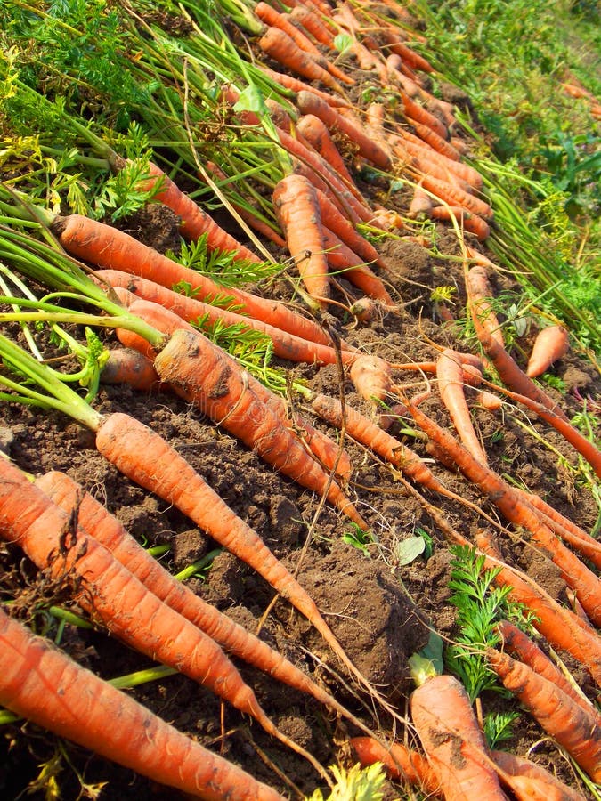 Carrots stock photo. Image of crop, autumn, carrot, diet - 29074924