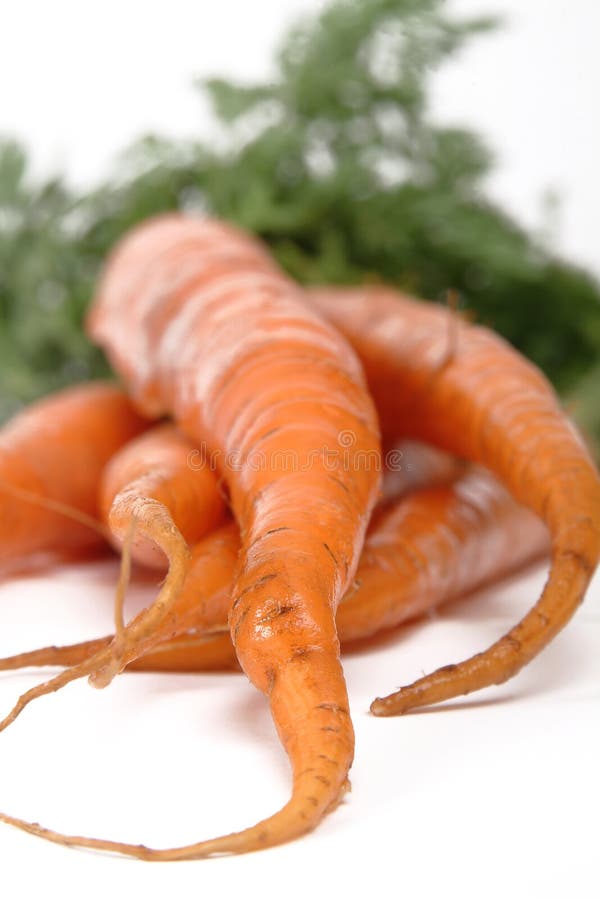 Carrots stock image. Image of meadow, nature, carrot, season - 317841