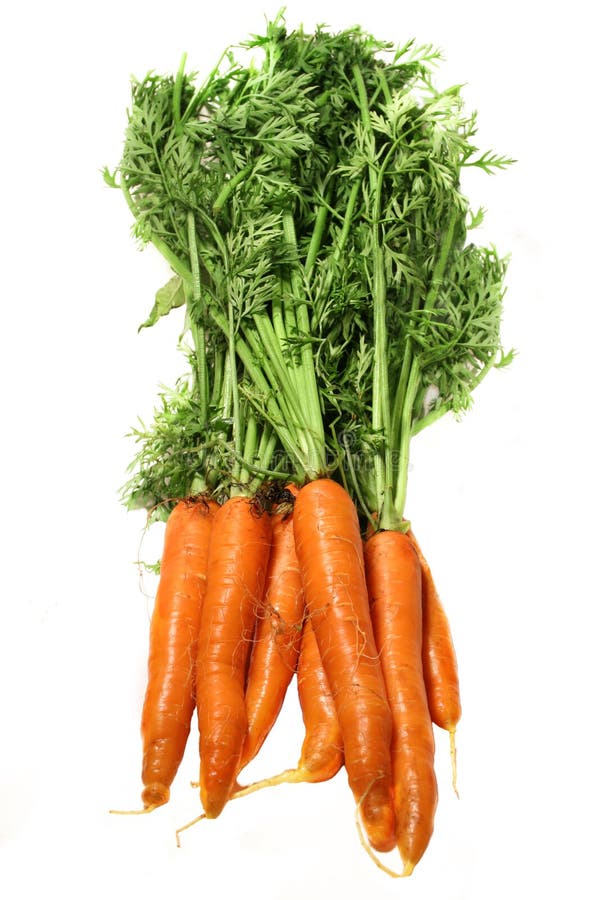 Carrots stock image. Image of seasoning, ingredient, food - 19636471