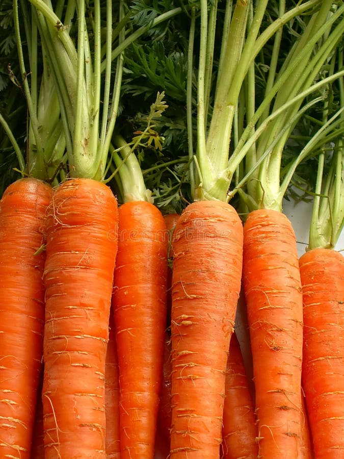 Carrots stock photo. Image of nutrients, health, nutrition - 619082
