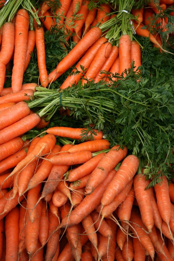 Bundle of fresh carrots stock image. Image of crunchy - 21496335