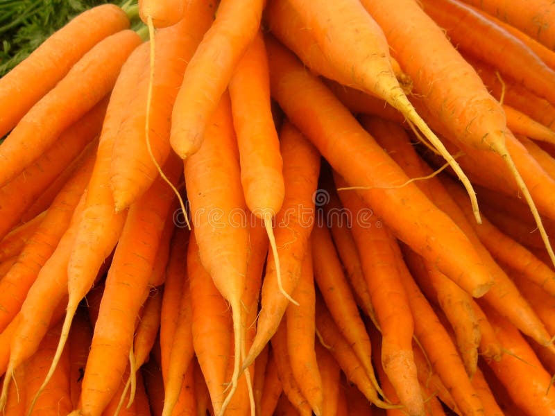 Carrots stock image. Image of vegetables, veggies, vegan - 966463