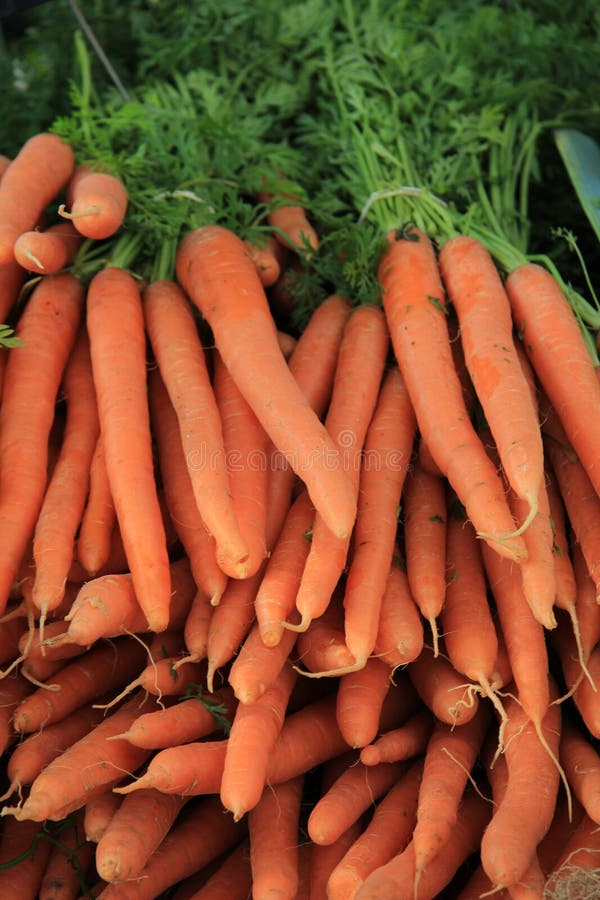 Fresh carrots stock image. Image of dinner, assortment - 221611423