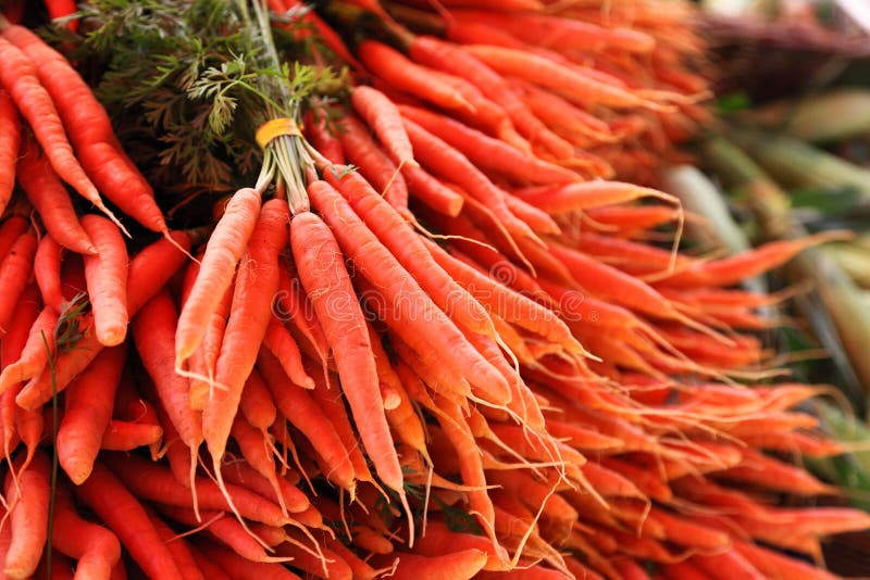 Carrots stock photo. Image of farmer, bunch, agriculture - 58290702