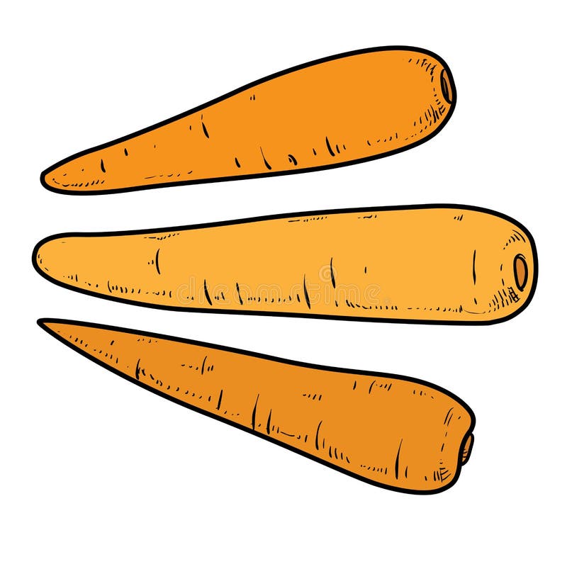 Carrots in Color and without Color in the Outline, Isolated Object on a ...