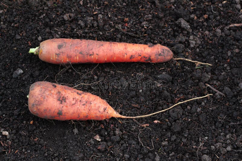 Carrots of Different Sizes on the Ground, Top View. Diversity Concept ...