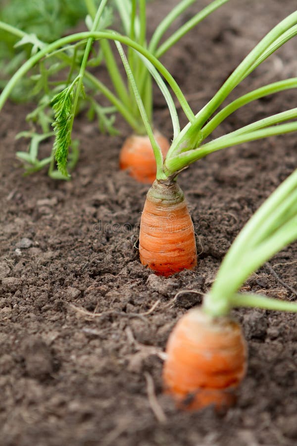 Carrots in the dirt stock photo. Image of vegetables - 33464056