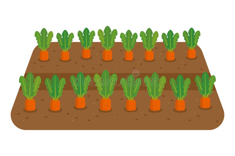 Background Of Carrots Growing On Field Stock Vector - Illustration of ...