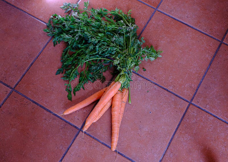 Carrots on a Floor Backround Stock Photo - Image of floor, green: 338516126