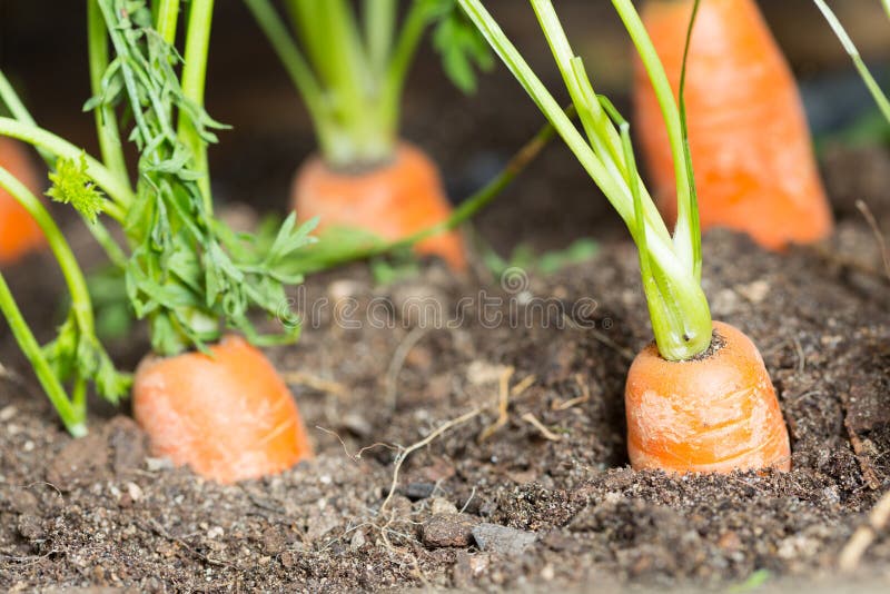 Carrot Plantations Grow In The Field. Vegetable Rows. Growing ...