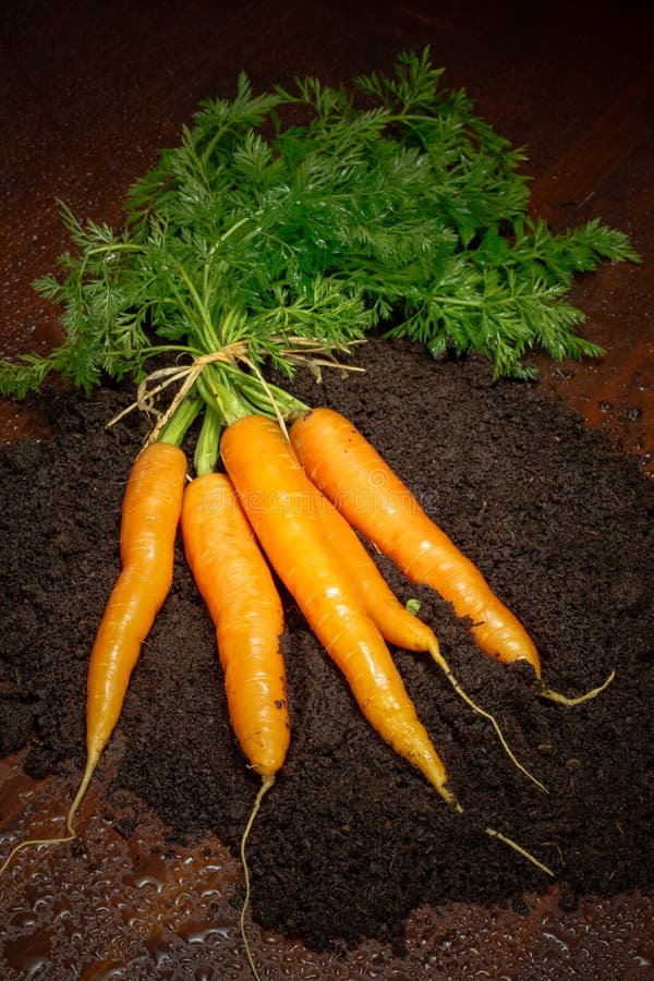 Carrots growing in soil stock photo. Image of bundle - 13786286