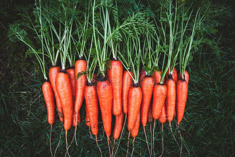 Carrots on Grass in Vegetable Garden, Harvested Carrots in a Row Stock ...