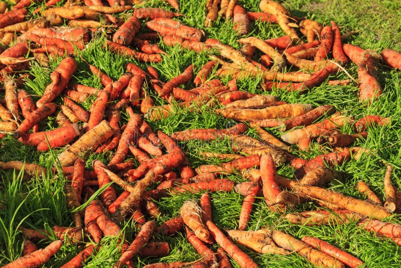 Carrots on green grass stock photo. Image of healthy - 72054382