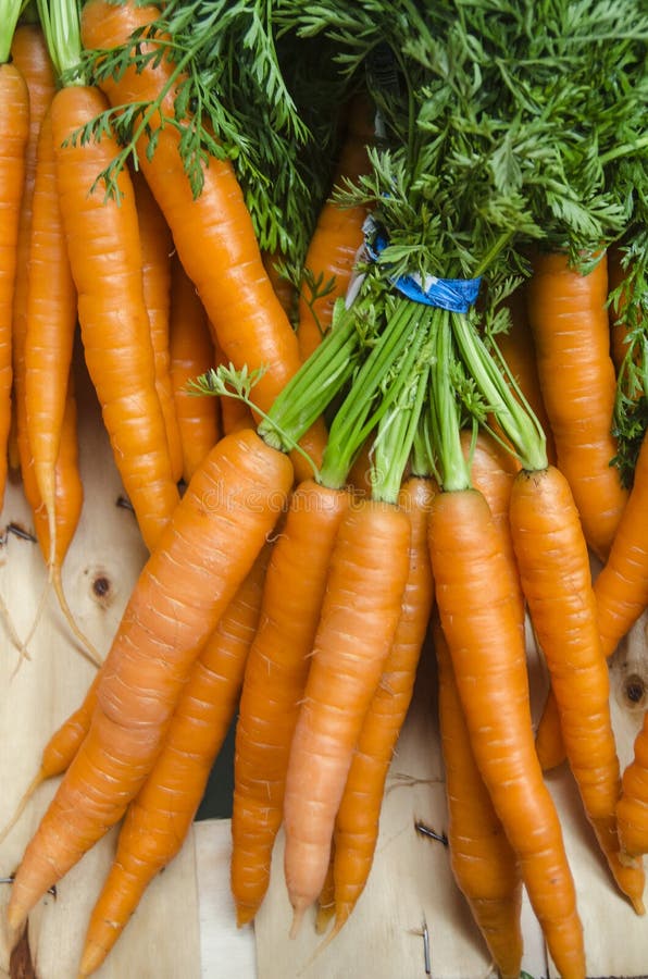 Carrots stock image. Image of native, health, bottom - 31694227