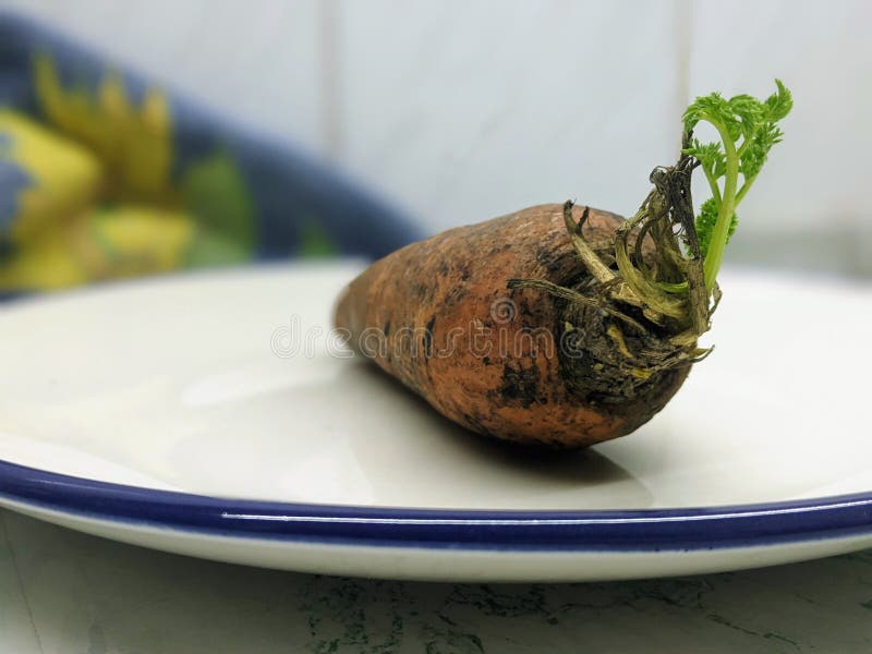 Carrots Grow on a Plate, a Green Carrot Shoot Has Grown on a Plate ...