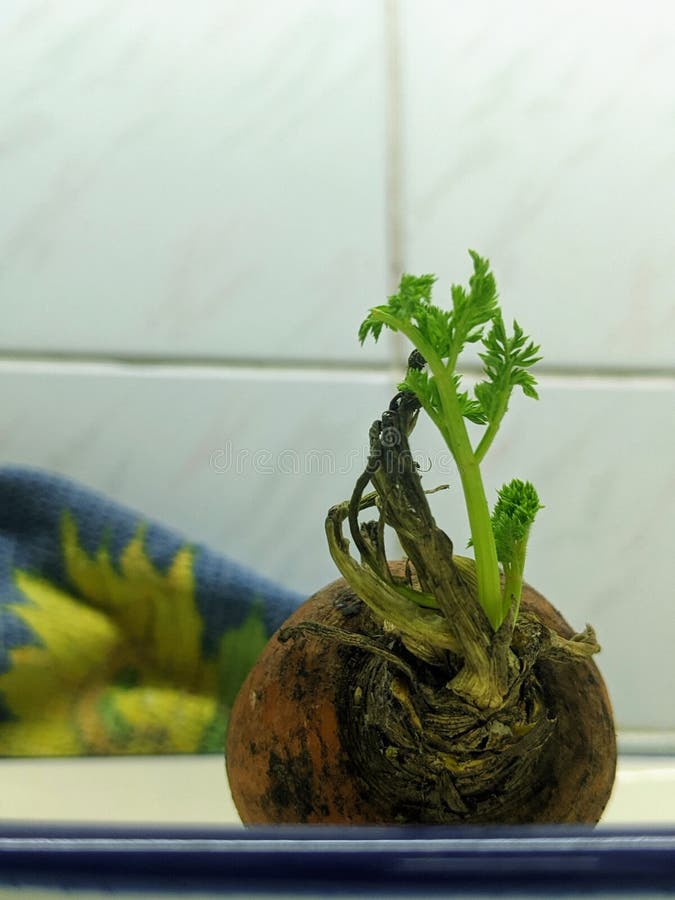 Carrots Grow on a Plate, a Green Carrot Shoot Has Grown on a Plate ...