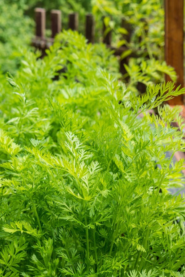 Carrots Growing in Raised Bed Stock Photo - Image of stem, farmer: 41698476