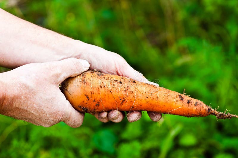 Carrots in human hands stock photo. Image of agricultural - 26624514