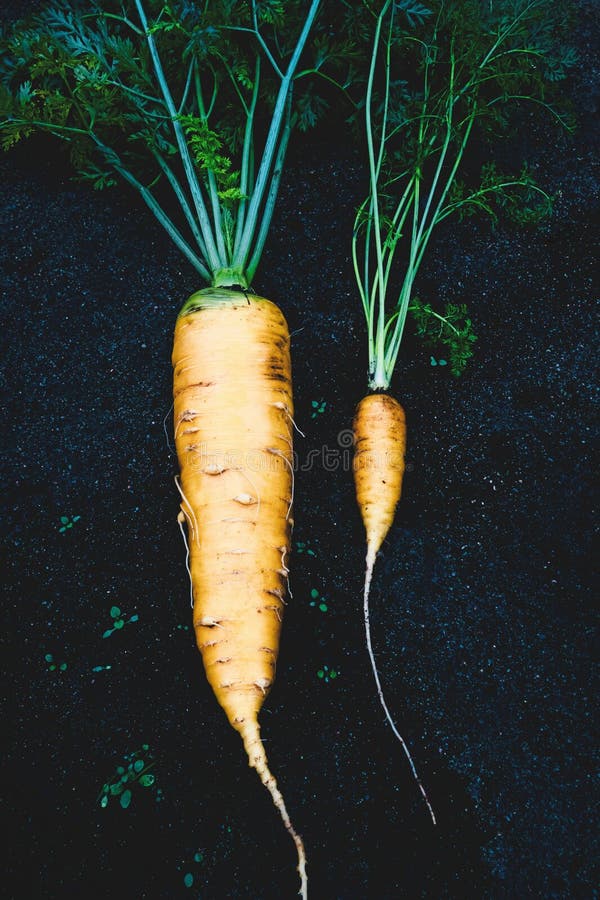 Carrots Large Vs Small, Size Comparison, Size Matters Stock Photo ...