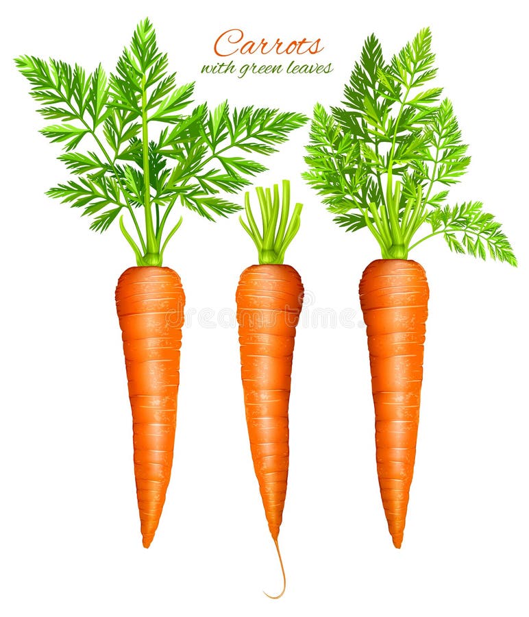 Carrots with leaves stock vector. Illustration of fruit - 65820859