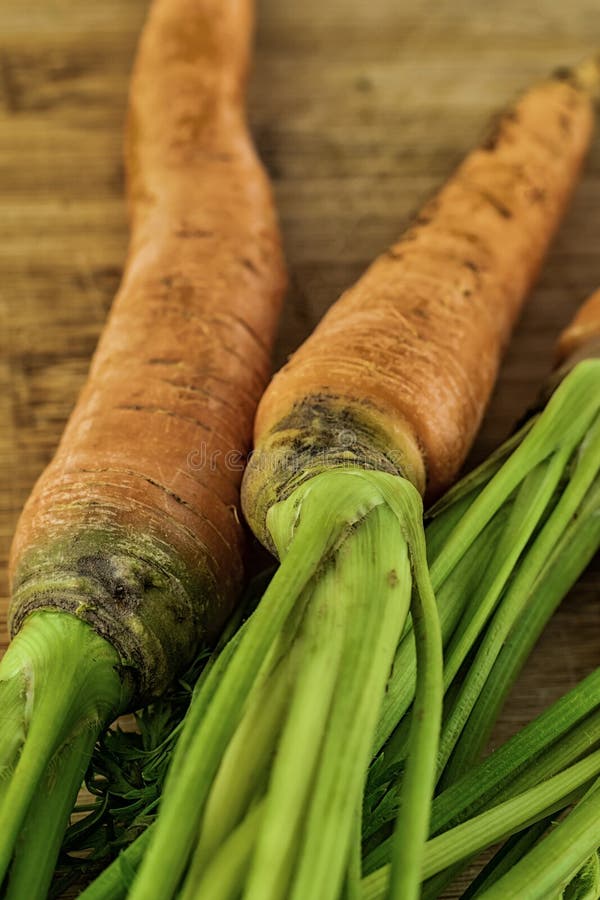 Long Root stock photo. Image of sampanbok, background - 16478416