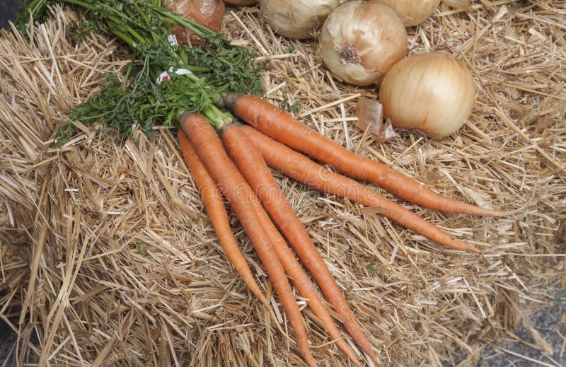 Carrots and Onions on Bale of Hay Stock Image - Image of garden ...