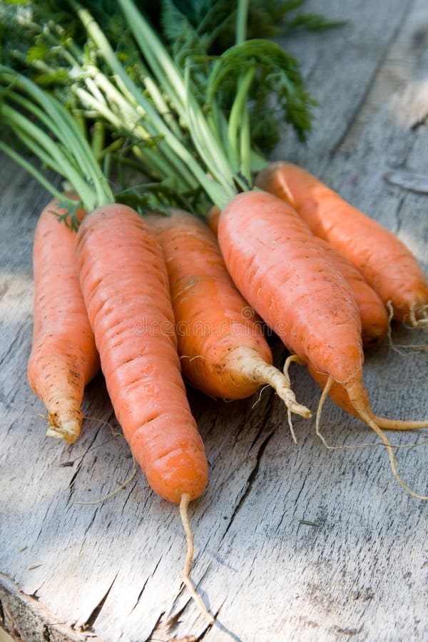 Bunch of Fresh Organic Beetroots and Carrots on Wooden Rustic Table ...