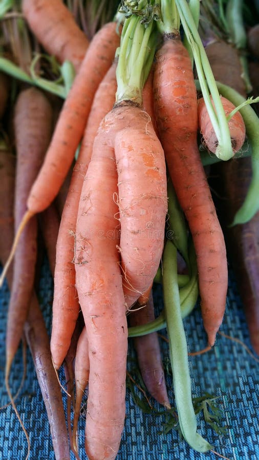 Carrots stock photo. Image of vegan, carrots, orange - 46850748