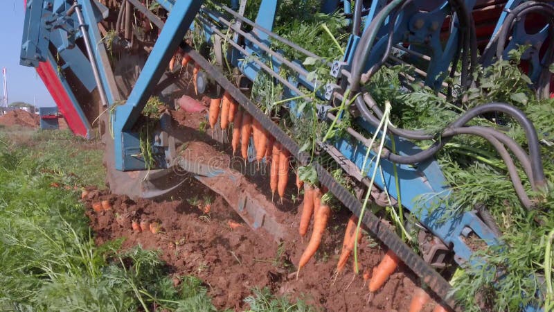 Carrots Pulled Out of the Ground by a Two Row Carrot Picker. Stock ...