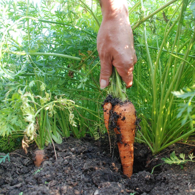 Carrots stock photo. Image of ground, salad, vegetables - 46436438