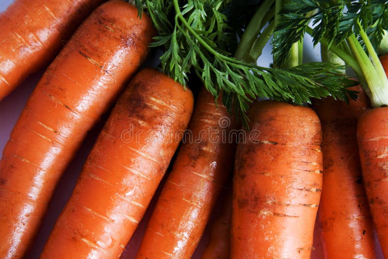 Carrots raw with tops stock image. Image of carrots, natural - 1920111
