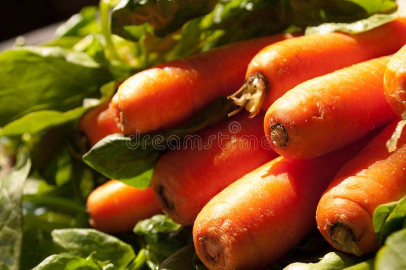 Carrots in Season stock photo. Image of moist, agriculture - 14228722