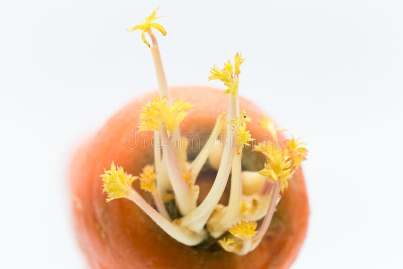 Carrots seedling stock image. Image of garnish, seedlings - 54834171