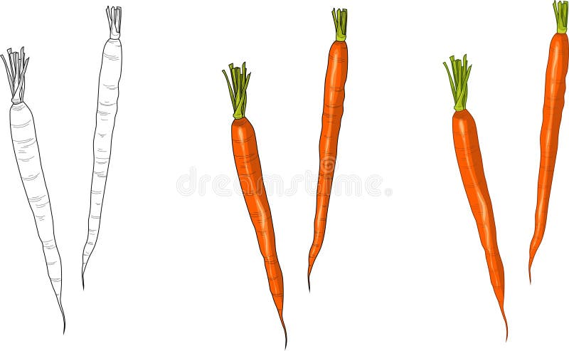 Red Bug Three Different Ways. Stock Vector - Illustration of animal ...