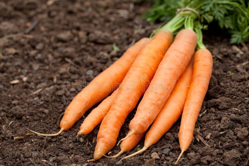 Carrots on the soil stock photo. Image of healthy, depth - 20413316