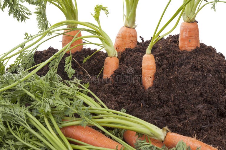 1,712 Background Carrots Growing Field Stock Photos - Free & Royalty ...