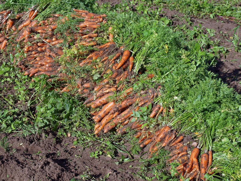 Stack of Carrots stock image. Image of clean, vegitable - 341905