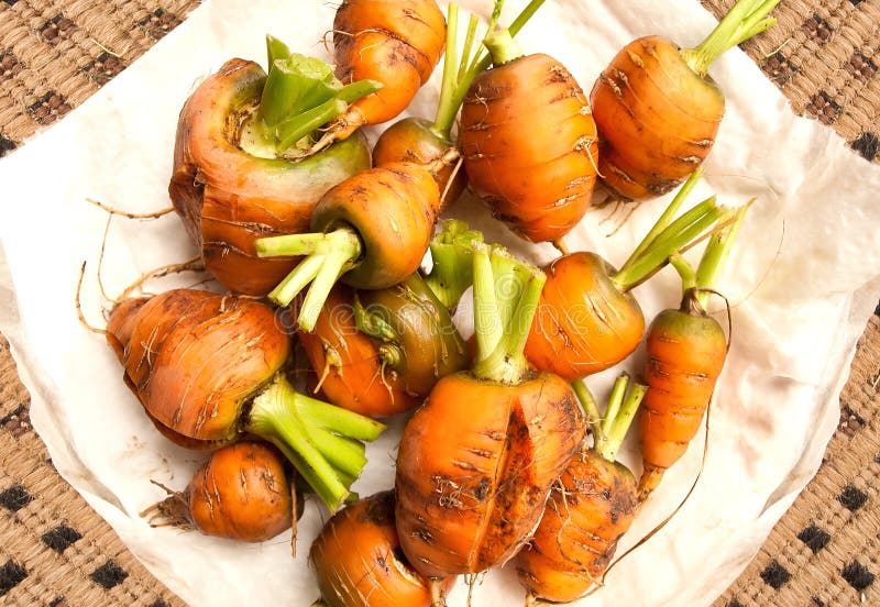 Carrots Straight from the Ground Stock Photo - Image of stems ...