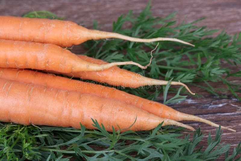 Carrots with tops stock image. Image of ripe, eating - 33382535