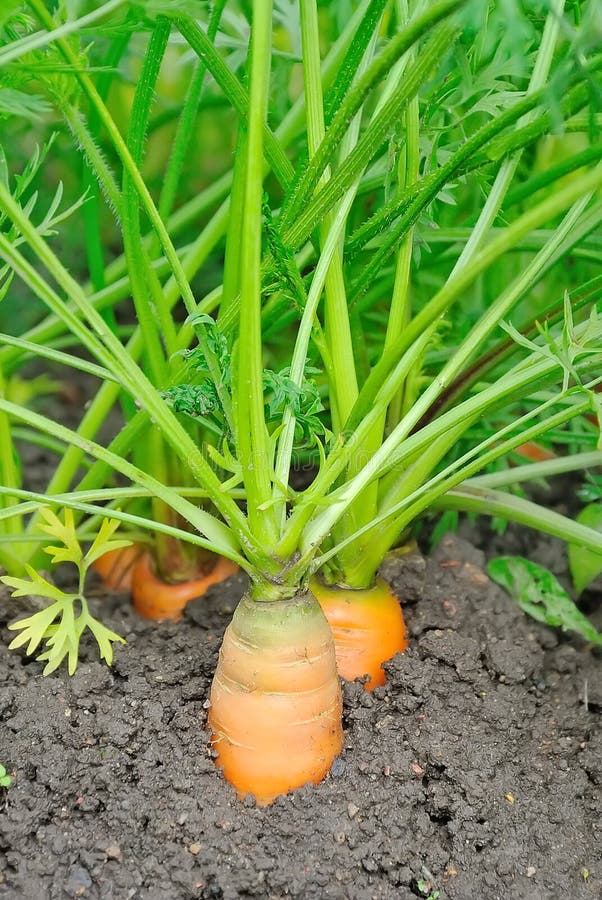 Carrots stock image. Image of lush, horticulture, organic - 29771401