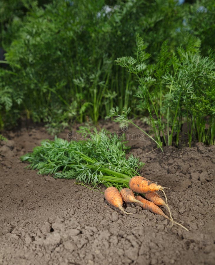 Carrots vegetable garden stock image. Image of carrot - 67519523