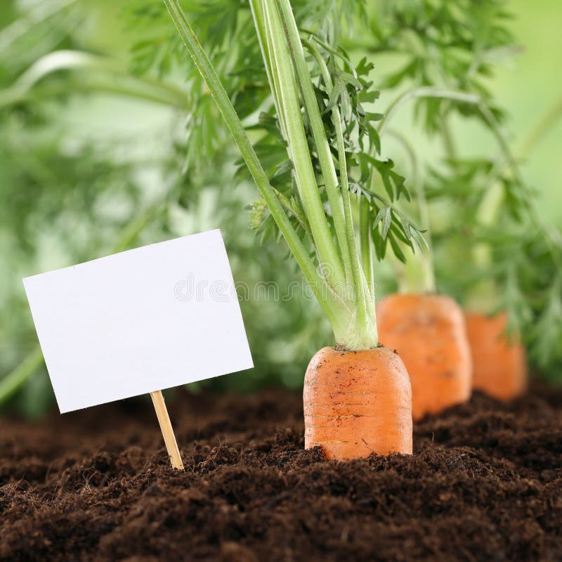 Carrots in Vegetable Garden or Field with Copyspace Stock Image - Image ...