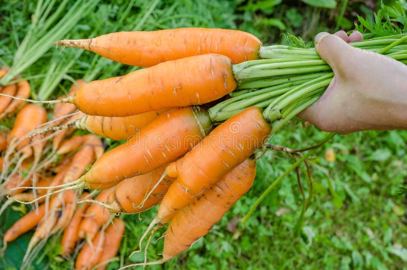 Carrots vegetables garden stock image. Image of healthy - 75833961