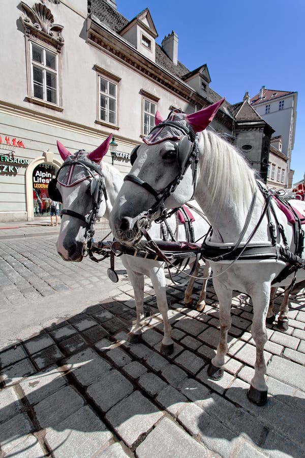 Carrozza a Cavalli Alla Cattedrale, Stephansplatz - Il Quadrato ...