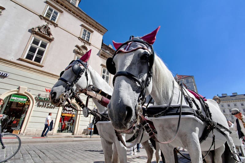 Carrozza a Cavalli Alla Cattedrale, Stephansplatz - Il Quadrato ...
