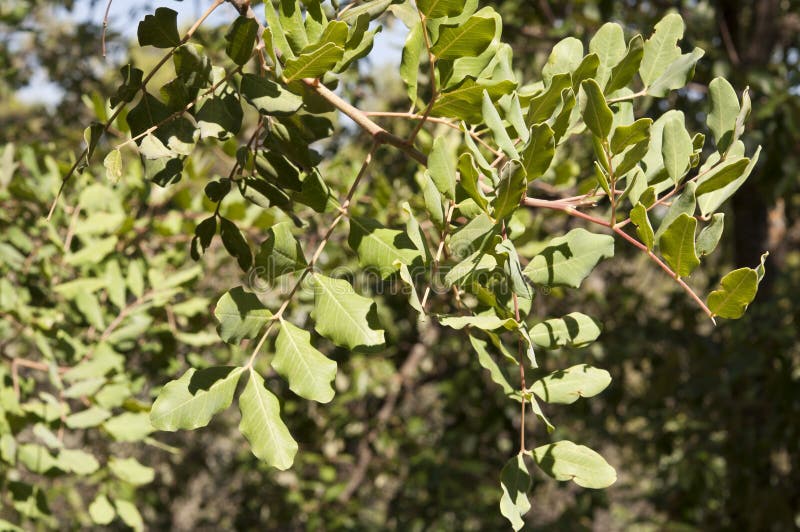 Carruba (siliqua Di Ceratonia) Con Il Foglio Fotografia Stock ...