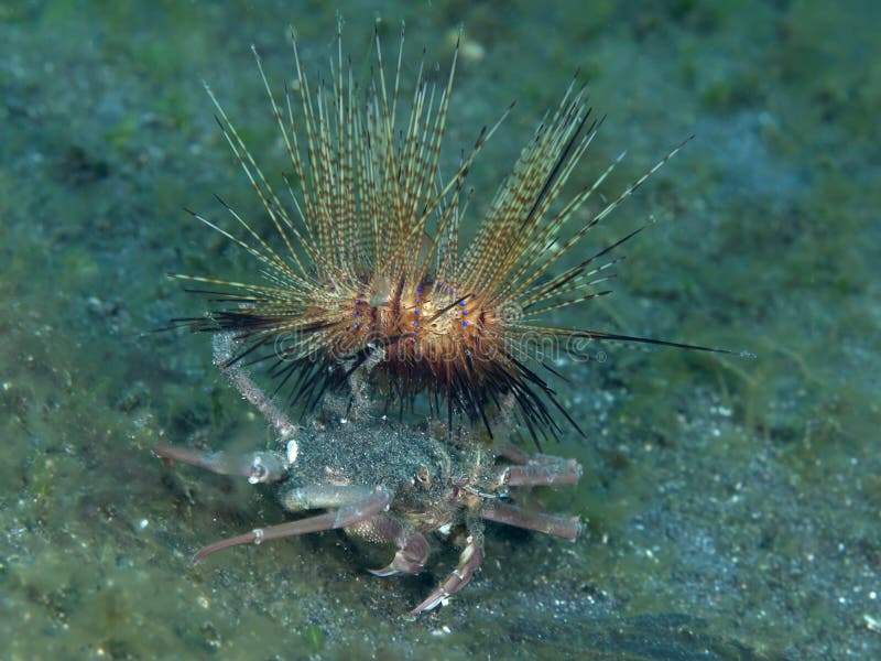 Carry crab stock image. Image of indonesia, nature, underwater - 29942495