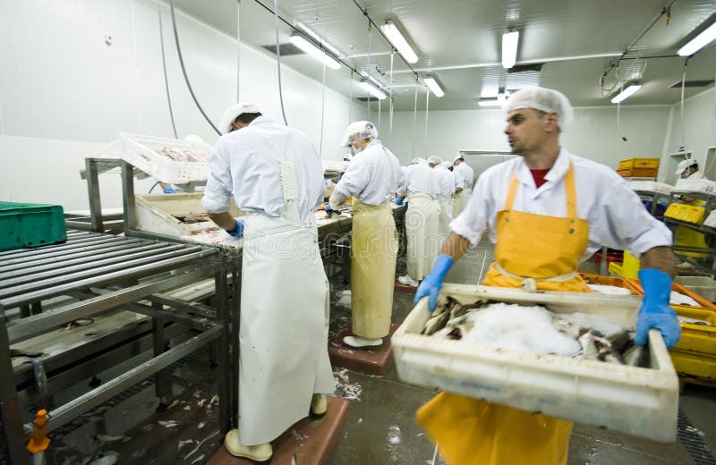 Fish Processing Manufacture Stock Image - Image of carry, hall: 6772963