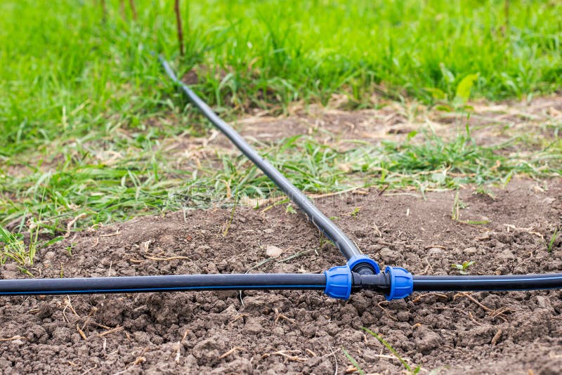 Carrying Out Drip Irrigation. Mounted HDPE Pipe, Connected with a Tee ...