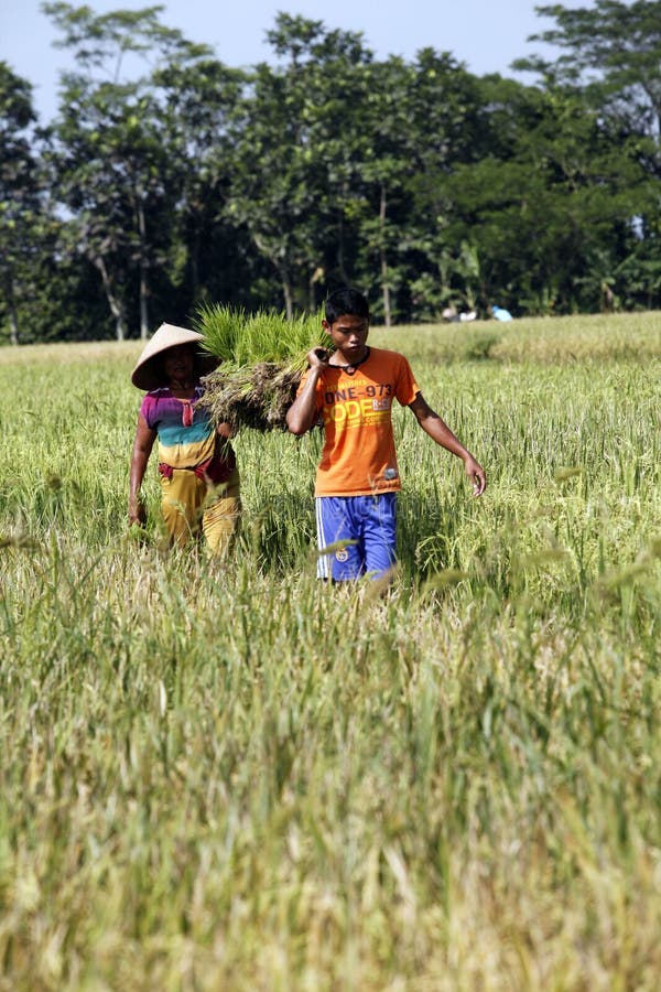 Carrying rice editorial photo. Image of java, central - 39463901